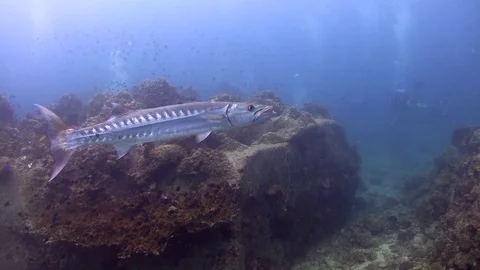 Barracuda full length side shot with mou... | Stock Video | Pond5