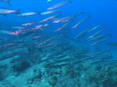 barracudas turning underwater vortex bar... | Stock Video | Pond5