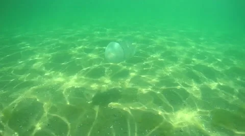 Barrel jellyfish flow underwater | Stock Video | Pond5