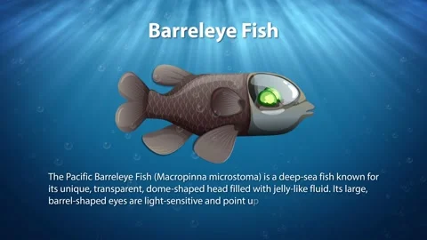 Barreleye Fish - Animated Text Informati... | Stock Video | Pond5