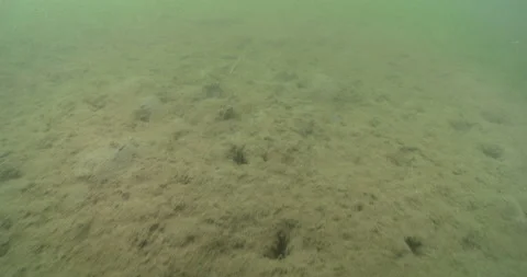 Barren mudflat with a few worm holes mur... | Stock Video | Pond5