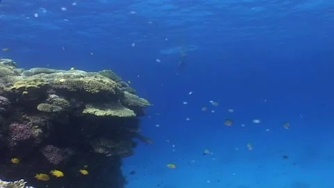 Reef Bikini Model Stock Video Footage | Royalty Free Reef Bikini Model ...