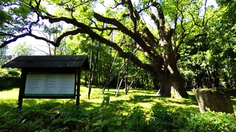 Ancient Oak Tree Stock Video Footage | Royalty Free Ancient Oak Tree ...