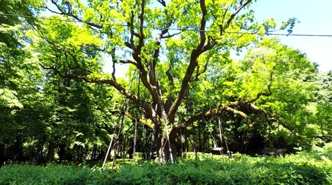 Ancient Oak Tree Stock Video Footage | Royalty Free Ancient Oak Tree ...