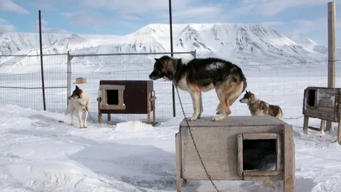 Base of sled dog team malamute husky Esk... | Stock Video | Pond5
