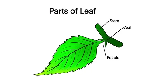 Parts Of A Simple Leaf Labeled Diagram - Infoupdate.org