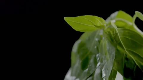 Basil Leaves Sprinkling Water Droplets o... | Stock Video | Pond5