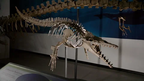Basilosaurus dinosaur skeleton on displa... | Stock Video | Pond5