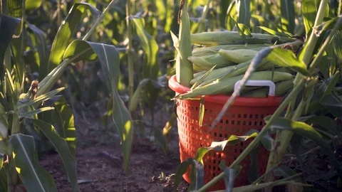 Picked Corn Field Stock Videos – Royalty-Free HD & 4K Videos