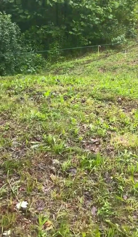 Garbage Hound Stock Videos – Royalty-Free HD & 4K Videos