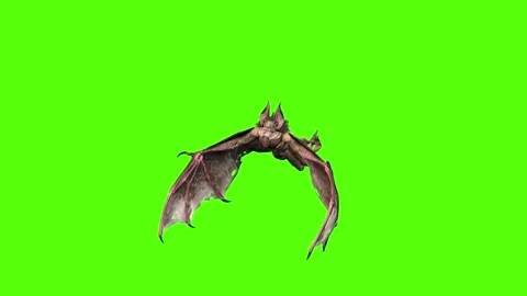 Bat Attack Green Screen Animation and 3D... | Stock Video | Pond5