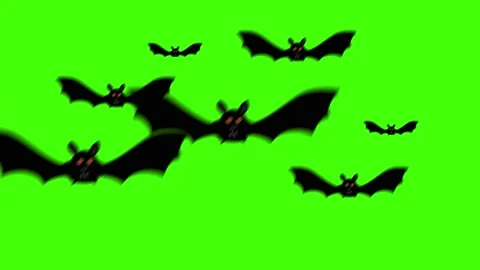 Bat bird flying, graphic source chroma k... | Stock Video | Pond5