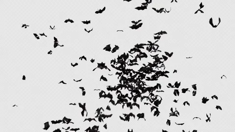 Bat Crowds on alpha channel | Stock Video | Pond5