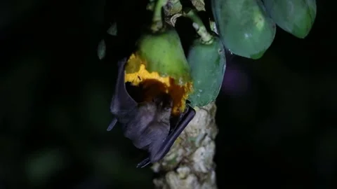 Shooting Bats Stock Videos – Royalty-Free HD & 4K Videos