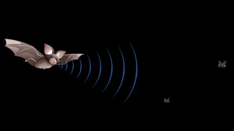 Echolocation Stock Video Footage | Royalty Free Echolocation Videos | Pond5