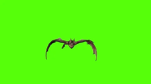 Bat Fast Flight Green Screen Animation 4... | Stock Video | Pond5