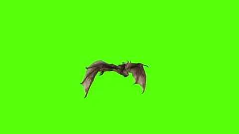 Bat Fast Flight Green Screen Animation 4... | Stock Video | Pond5