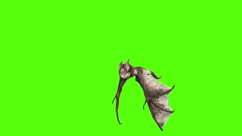 Bat Flying Green Screen Animation and 3D... | Stock Video | Pond5