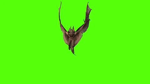 Bat Flying Idle Green Screen Animation 4... | Stock Video | Pond5