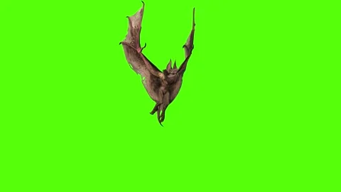 Bat Flying Idle Green Screen Animation 4... | Stock Video | Pond5