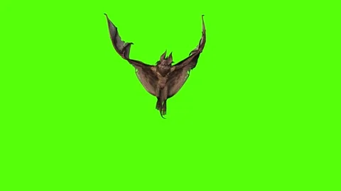 Bat Flying Looking Around Green Screen A... | Stock Video | Pond5