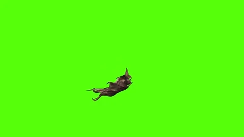 Bat Flying Static Around Green Screen An... | Stock Video | Pond5