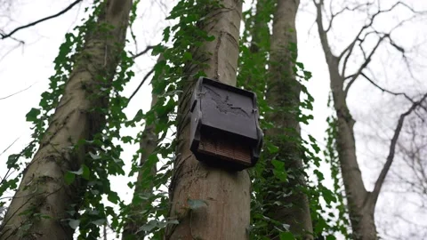 Bat nest and house, bird feeder with a b... | Stock Video | Pond5