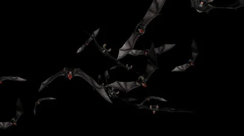 Bats Bat Transition Stock Videos – Royalty-Free HD & 4K Videos