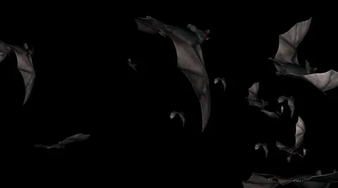 Bats Bat Transition Stock Videos – Royalty-Free HD & 4K Videos