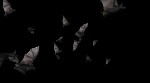 Bats Bat Transition Stock Videos – Royalty-Free HD & 4K Videos