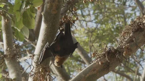 Bat walking down a branch of a fig tree,... | Stock Video | Pond5