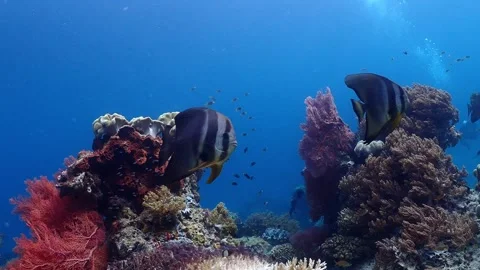 batfish play in coral reef 4K | Stock Video | Pond5
