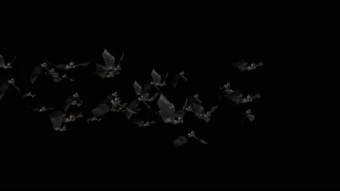 Bats Flying Green Screen Stock Video Footage | Royalty Free Bats Flying ...