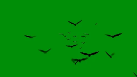 Bats Green Screen Stock Footage ~ Royalty Free Stock Videos | Pond5