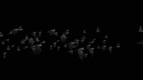 Bats Halloween birds green screen footag... | Stock Video | Pond5