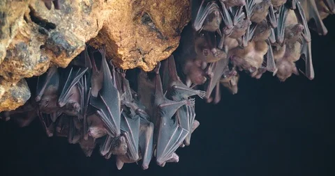 Bats hanging and flying close up at bat ... | Stock Video | Pond5