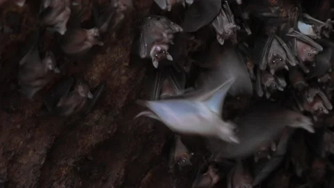 Hanging Wall Frame Stock Videos – Royalty-Free HD & 4K Videos