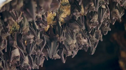 Bats swarm hanging and flying close up a... | Stock Video | Pond5