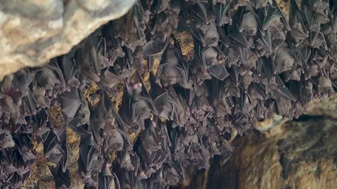 Bats swarm hanging and flying close up a... | Stock Video | Pond5