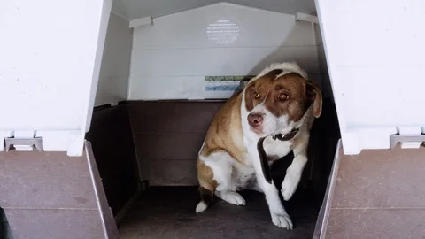 Battered dog in a plastic carrier | Stock Video | Pond5