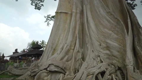 Bayan Banyan Ancient Giant Tree - The Ol... | Stock Video | Pond5