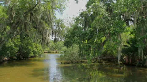 Bayou Stock Video Footage | Royalty Free Bayou Videos | Pond5