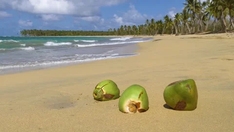 Beach with a fallen coconut fruit lying ... | Stock Video | Pond5