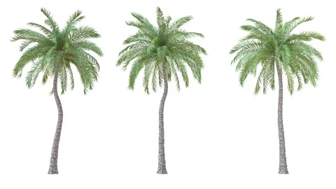 Beach palm tree moving in the wind on wh... | Stock Video | Pond5