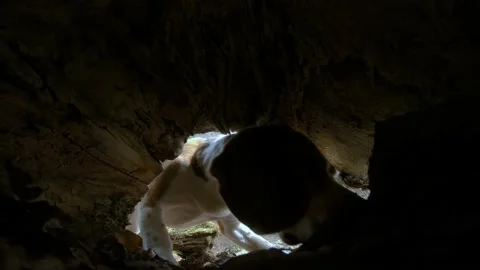 Sniffing Hound Stock Videos – Royalty-Free HD & 4K Videos