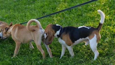 Dog Sniff Stock Video Footage | Royalty Free Dog Sniff Videos | Pond5