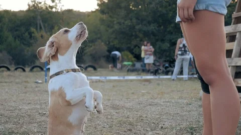 Beagle sit up on hind legs and looked at... | Stock Video | Pond5