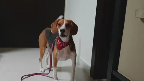 Beagle wagging its tail waiting to go fo... | Stock Video | Pond5