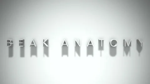 beak anatomy 3D title animation white te... | Stock Video | Pond5