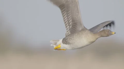Bean goose bird in flight in slow motion... | Stock Video | Pond5